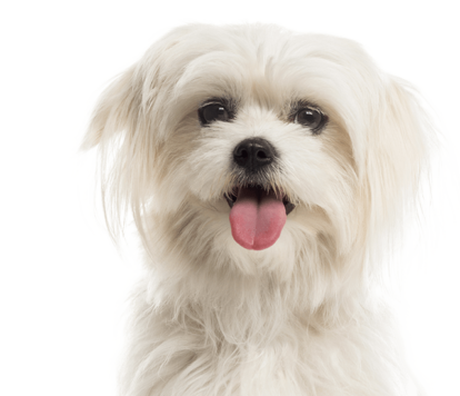 Provecta Advanced for Dogs - Repels and Kills Ticks, Fleas and Mosquitos