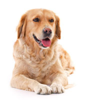 Provecta Advanced for Dogs - Repels and Kills Ticks, Fleas and Mosquitos